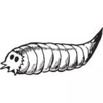 How To Get Rid Of Maggots In Carpet - House Tipper