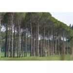 How long does a pine tree live 2022 (Guide)